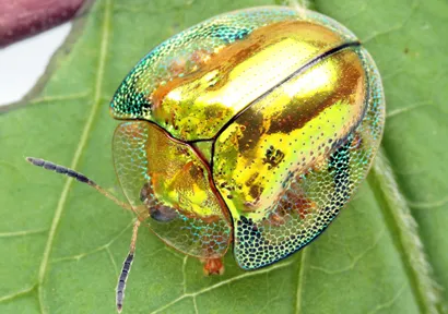 Tony Tortoise beetle-splash and bubbles amazon | New ideas by Matt ...