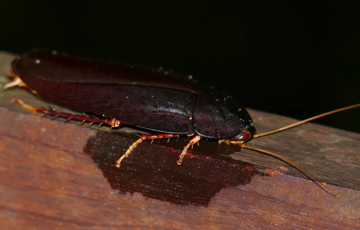 Palm-roach | New ideas by Matt Weaver Wiki | Fandom