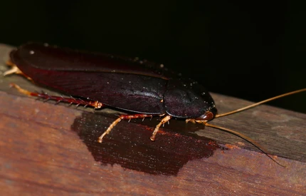 Palm-roach | New ideas by Matt Weaver Wiki | Fandom