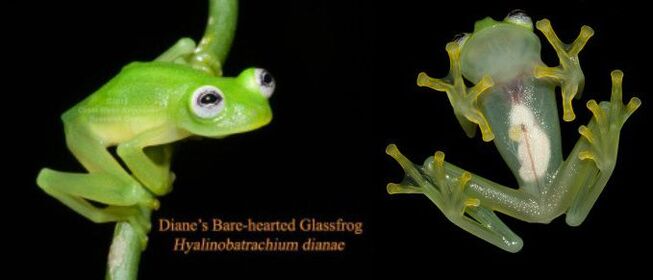 Frog Preview 1 Zoboomafoo And You New Ideas By Matt Weaver Wiki Fandom