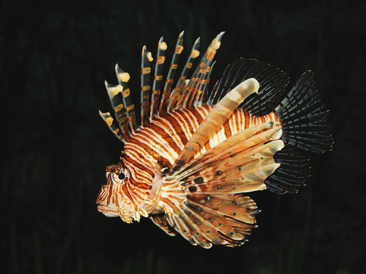 The Lionfish's Roar | New ideas by Matt Weaver Wiki | Fandom