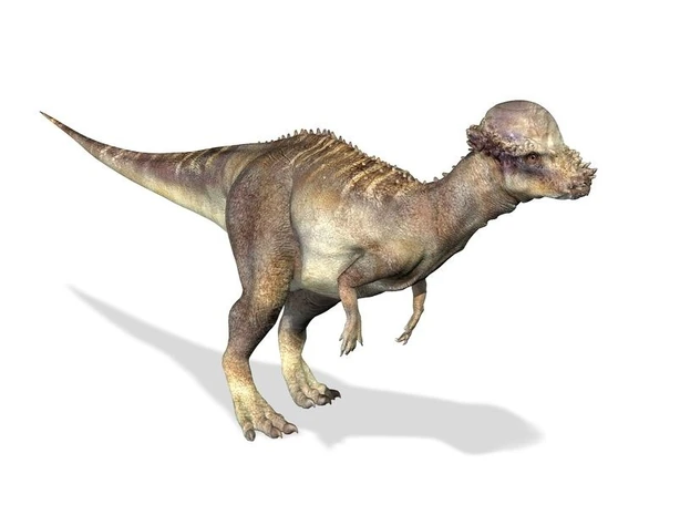 Pachycephalosaurus | New ideas by Matt Weaver Wiki | Fandom