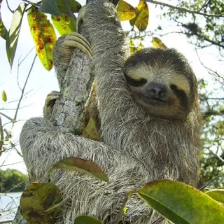 Sloth time-splash and bubbles amazon | New ideas by Matt Weaver Wiki ...