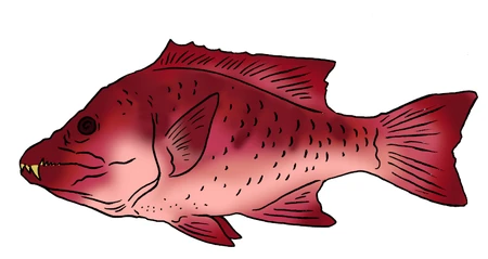 More Scar island animal ideas 1 | New ideas by Matt Weaver Wiki | Fandom