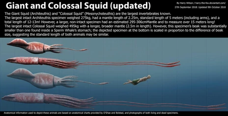 Giant Squid And Colossal Squid (New Animal Species From The New ...