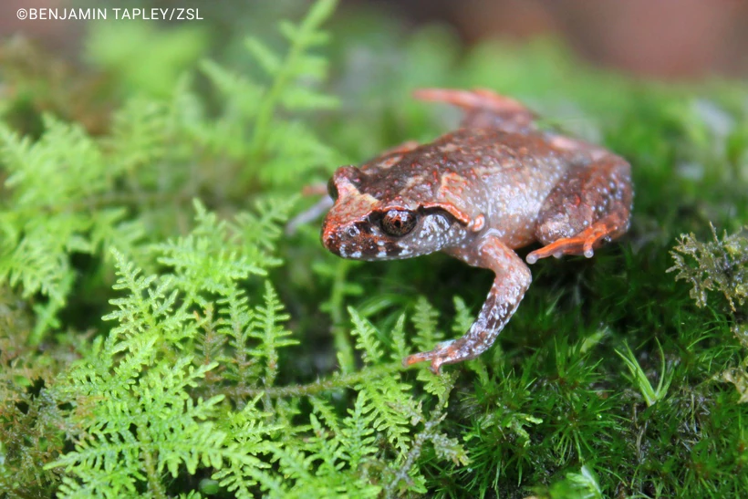 Frog preview 1-Zoboomafoo and you | New ideas by Matt Weaver Wiki | Fandom