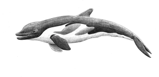 Octonauts and the Acrophyseter | New ideas by Matt Weaver Wiki | Fandom