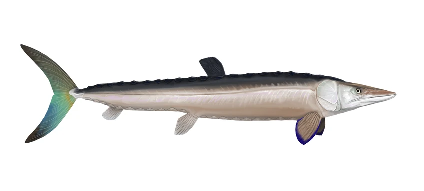 Splash and Bubbles: Prehistoric Cimo Cimolichthys | New ideas by Matt ...