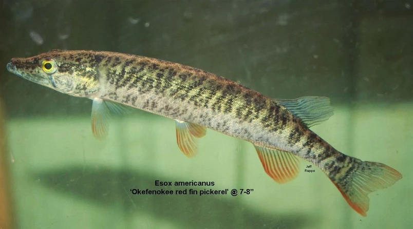 Redfin pickerel | New ideas by Matt Weaver Wiki | Fandom