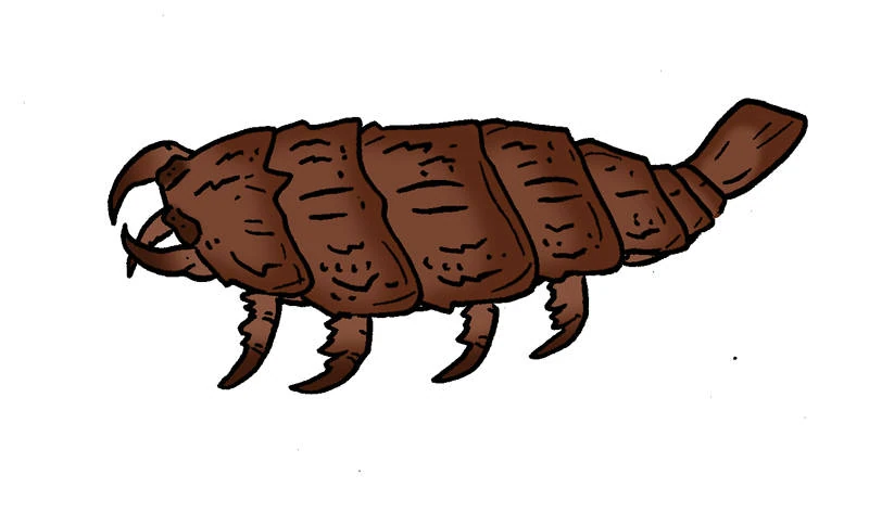 Giant Sea Louse