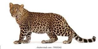 LEOPARDS OCS = TARZAN | New ideas by Matt Weaver Wiki | Fandom