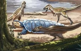 Leopard Tortoise (Stigmochelys pardalis babcocki) - Basilemys variolosa ...