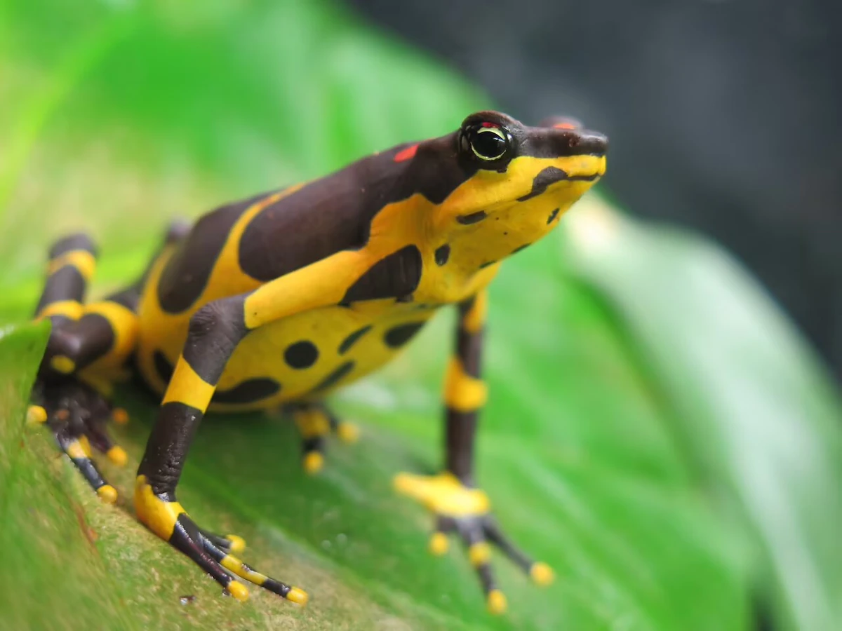 XStinkshun1-meet phibi | New ideas by Matt Weaver Wiki | Fandom