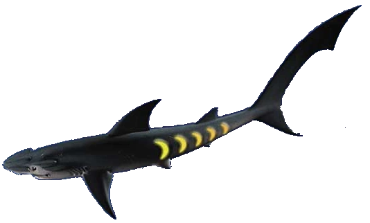 The Future is wild-animated series new episode: Sharkopath attack ...