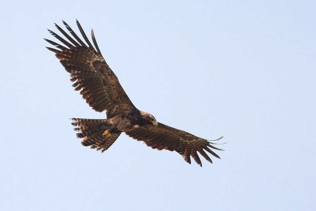 Scar Isle black eagle and Scar Isle boar | New ideas by Matt Weaver ...