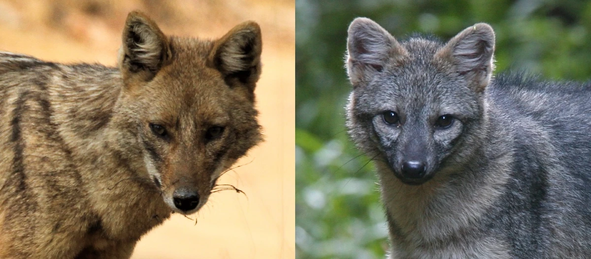 Family (biology) | New ideas by Matt Weaver Wiki | Fandom