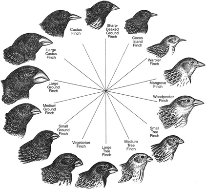 Wild kratts-the finches of Darwin | New ideas by Matt Weaver Wiki | Fandom