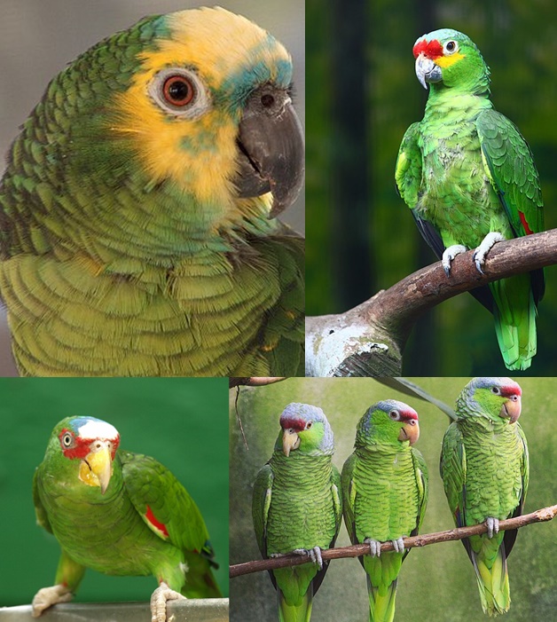 Amazon Parrots New Ideas By Matt Weaver Wiki Fandom