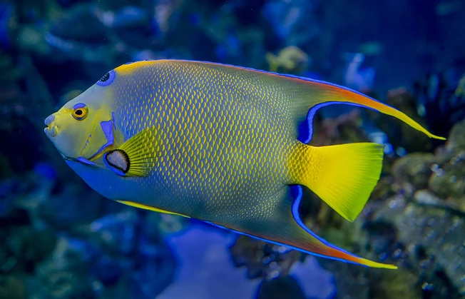 QUEEN ANGELFISH-SEAART AI THEATER THE LITTLE MERFOX SERIES | New ideas ...