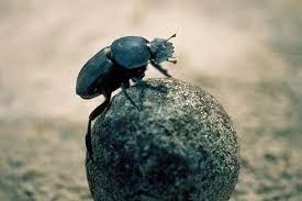 Wild kratts-dung beetle on a roll | New ideas by Matt Weaver Wiki | Fandom