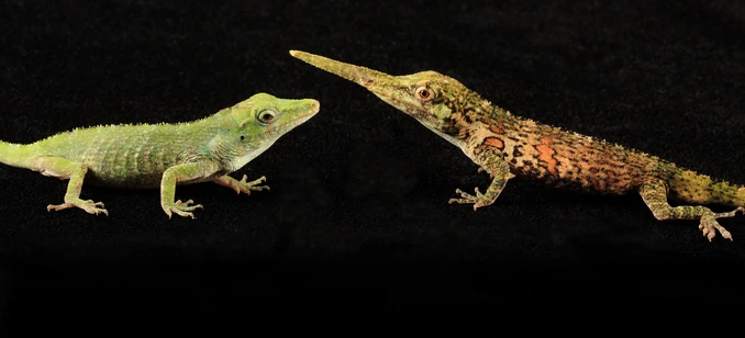 Wild kratts-The pinocchio lizard | New ideas by Matt Weaver Wiki | Fandom
