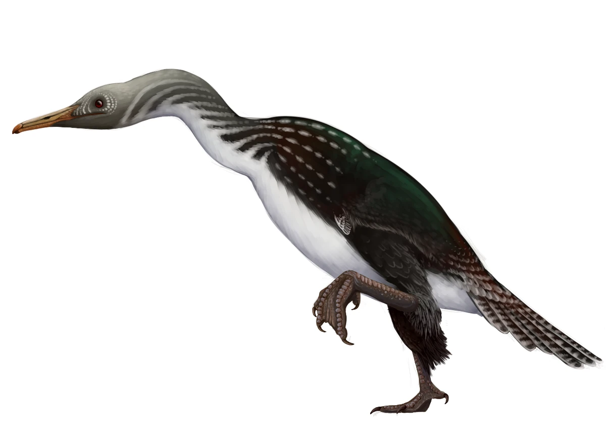 Beebe Baptornis | New ideas by Matt Weaver Wiki | Fandom