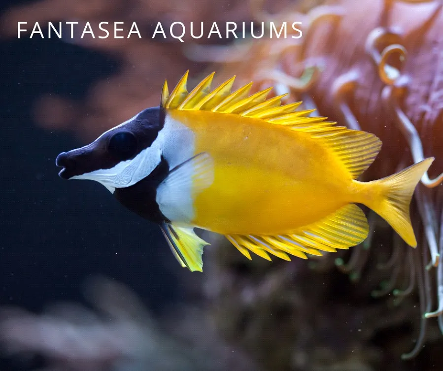 Octonauts and the fox-faced rabbit fish | New ideas by Matt Weaver Wiki ...