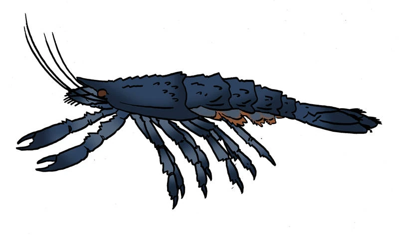 Blueshell-scar isle | New ideas by Matt Weaver Wiki | Fandom