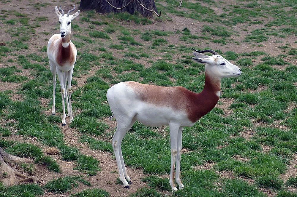 Dama Gazelle (64 Zoo Lane) | New ideas by Matt Weaver Wiki | Fandom