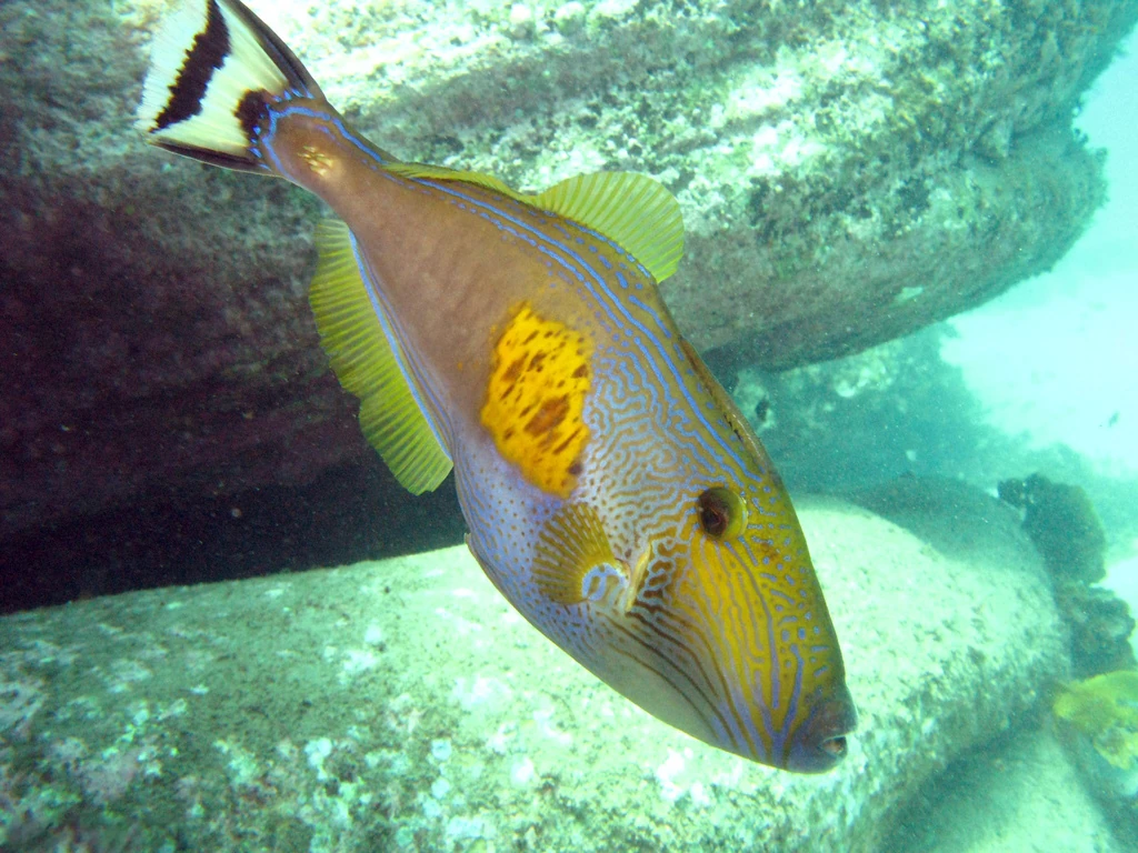 Six-spine Filefish | New ideas by Matt Weaver Wiki | Fandom