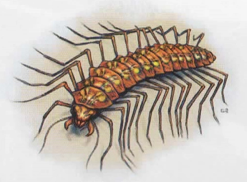 Carrion centipede | New ideas by Matt Weaver Wiki | Fandom