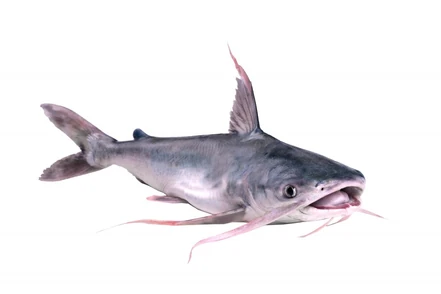 New Splash and Bubbles: Meet the Gafftopsail catfish | New ideas by ...