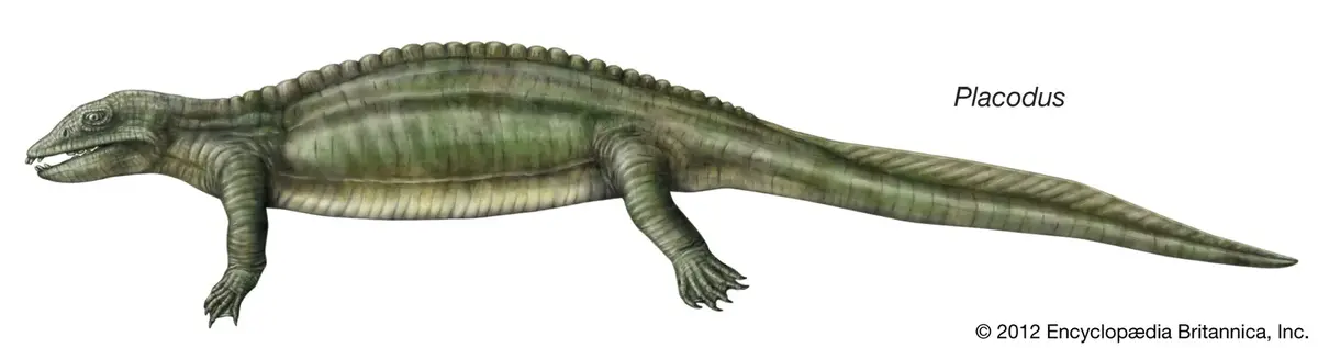 Placodus | New ideas by Matt Weaver Wiki | Fandom