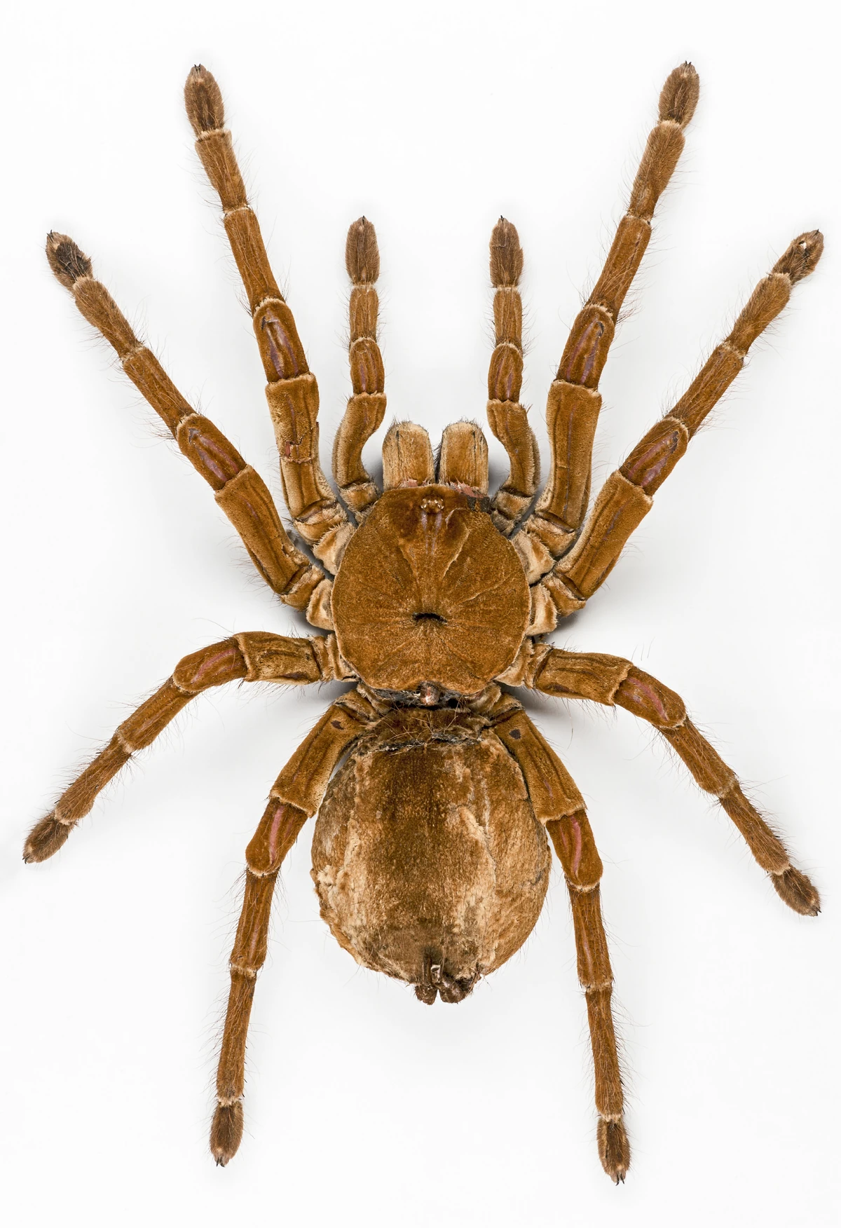 Goliath birdeater | New ideas by Matt Weaver Wiki | Fandom