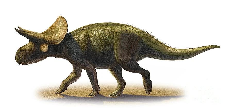 Turanoceratops | New ideas by Matt Weaver Wiki | Fandom