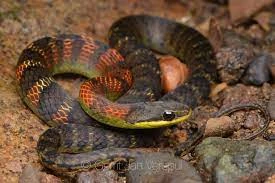 Fire-bellied snake-Wild Kratts preview | New ideas by Matt Weaver Wiki ...