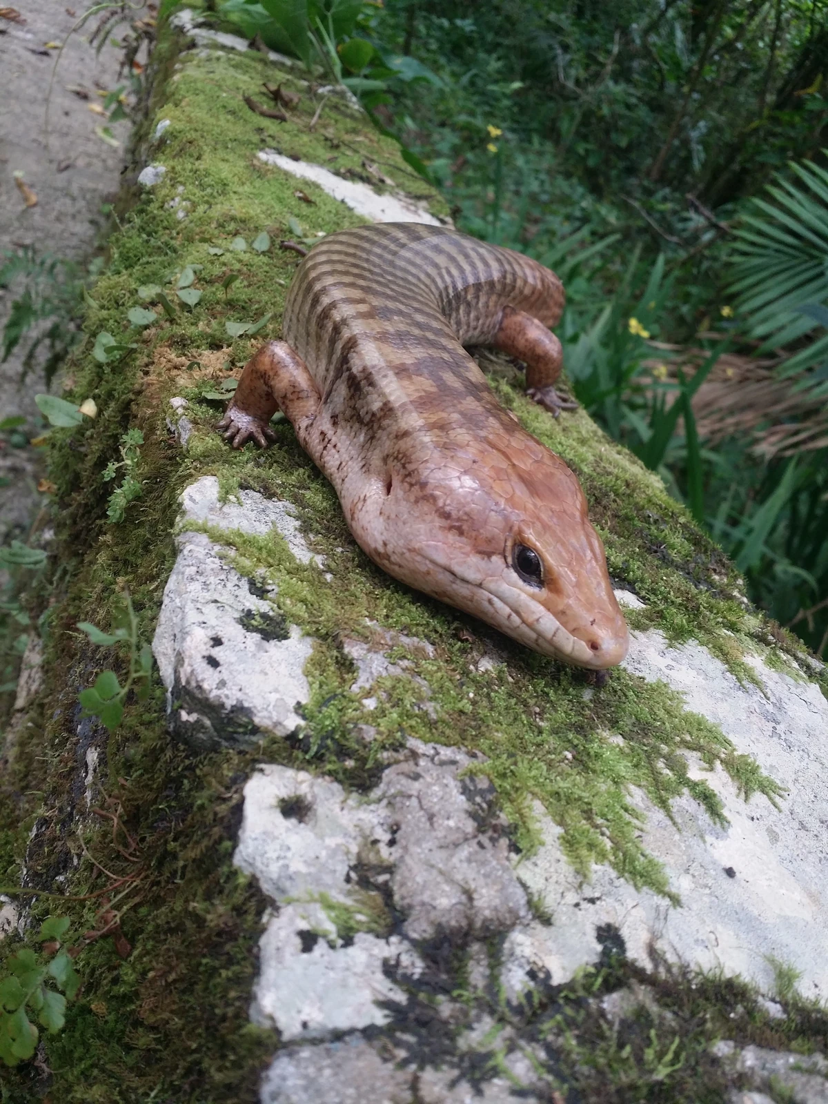 Haitian giant galliwasp | New ideas by Matt Weaver Wiki | Fandom