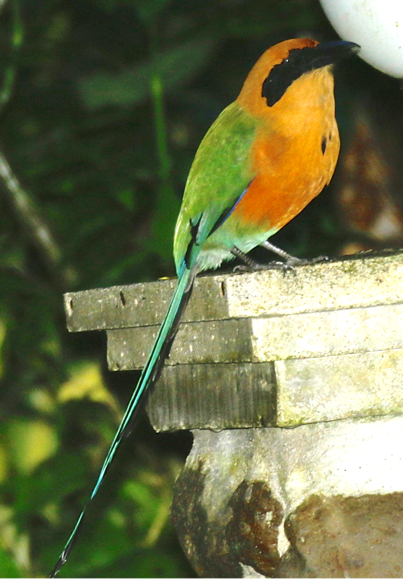 Martha Motmot Splash And Bubbles Amazon New Ideas By Matt Weaver Wiki