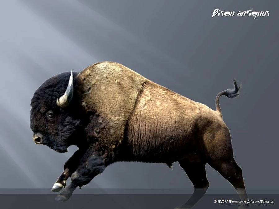 Bison antiquus | New ideas by Matt Weaver Wiki | Fandom