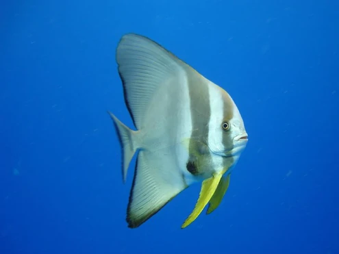 Longfin batfish-for the Little Merfox | New ideas by Matt Weaver Wiki ...