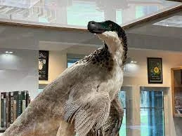 The Raptor next door-Ridley Jones new series idea | New ideas by Matt ...