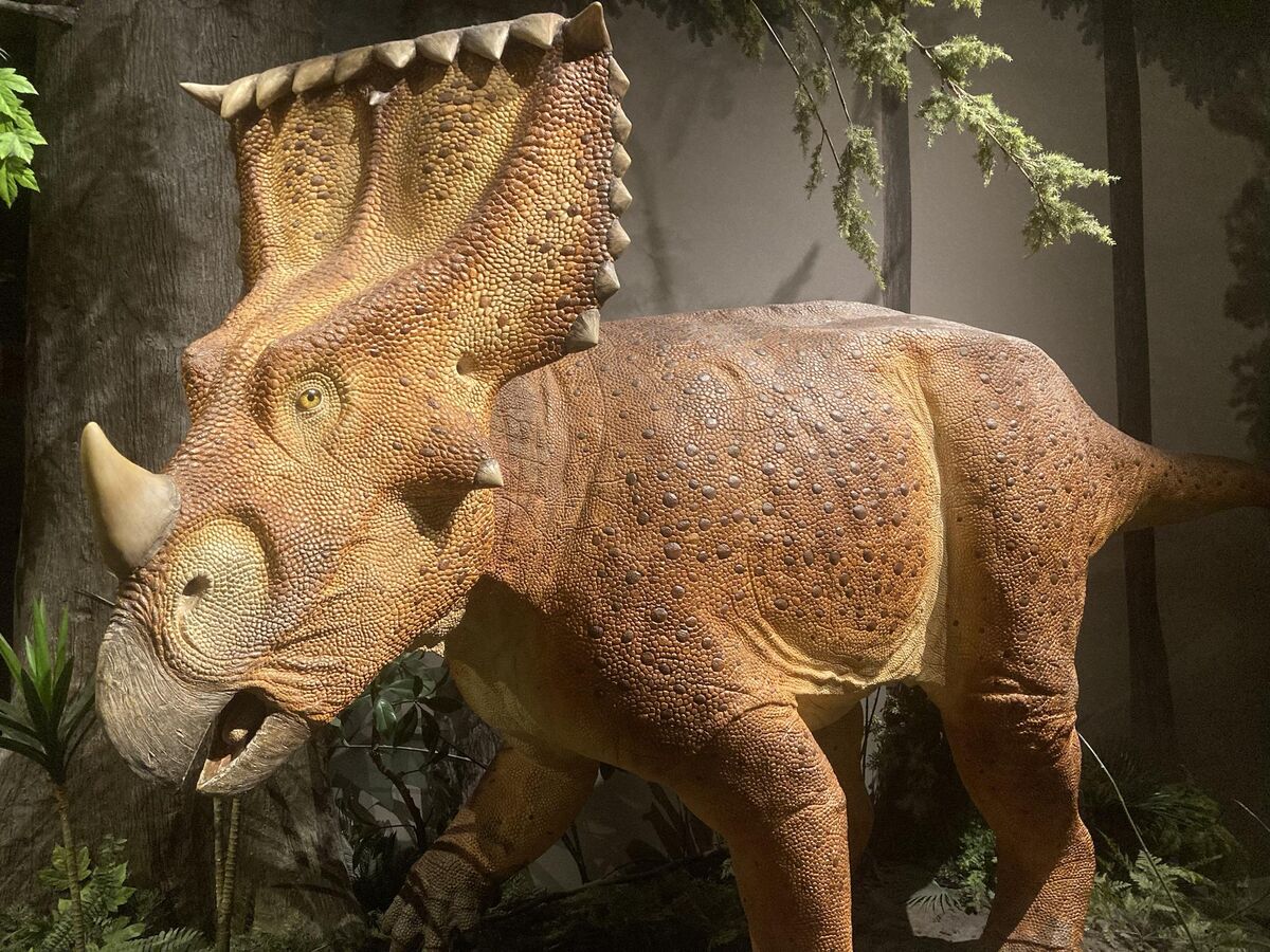 Vagaceratops New Ideas By Matt Weaver Wiki Fandom