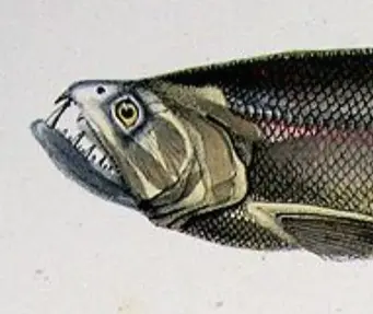 Splash and Bubbles amazon-pilot episode | New ideas by Matt Weaver Wiki ...