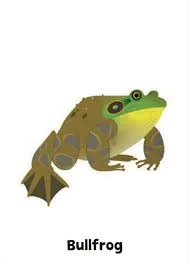 Aqua Frog 2.0-wild kratts new episode | New ideas by Matt Weaver Wiki ...