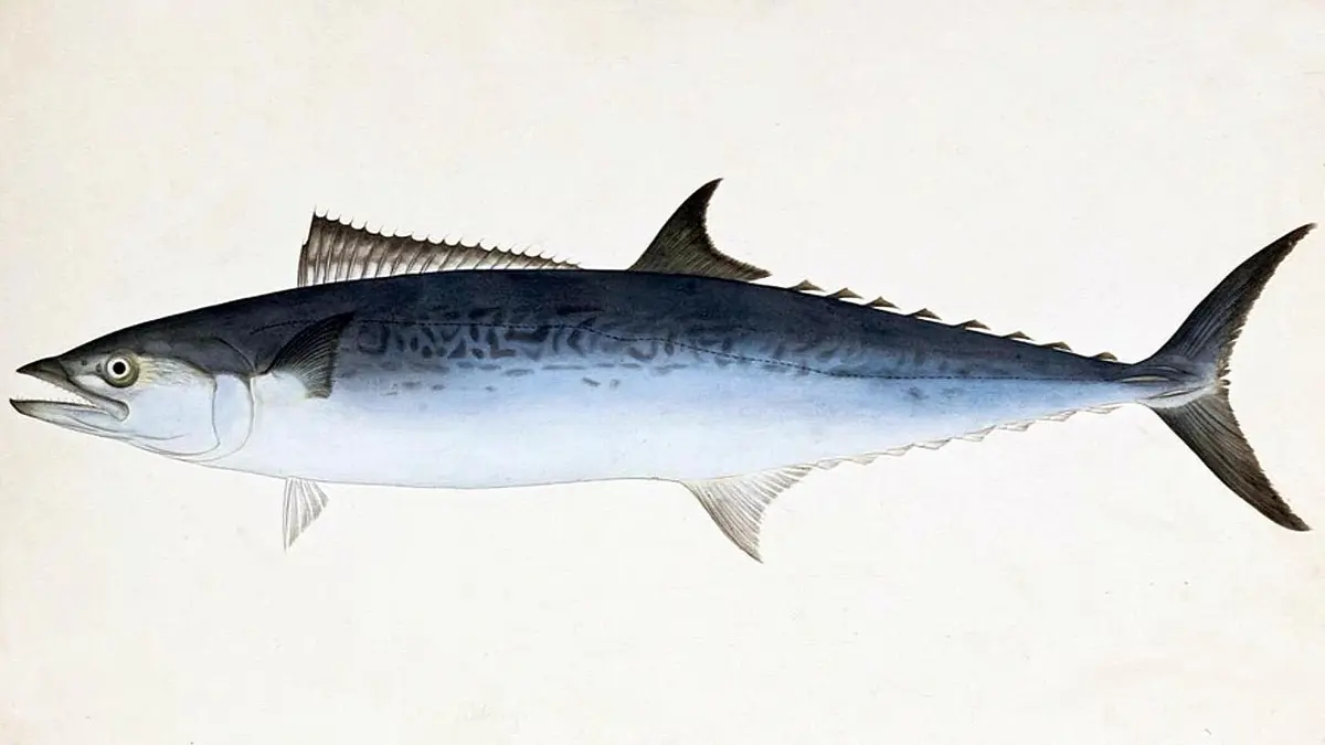 E-girls Mermaid tales idea-mackerel 1 | New ideas by Matt Weaver Wiki ...