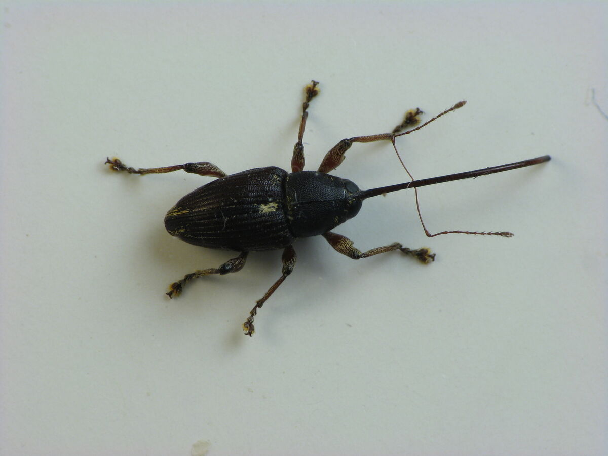 Wild Kratts Bug Adventures The Case Of The Lesser Chestnut Weevil
