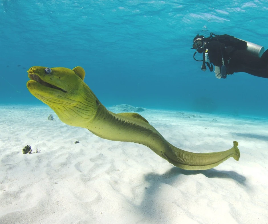 Meeting a moray eel = GO DIEGO GO WITH ALICIA IS A MERMAID | New ideas ...