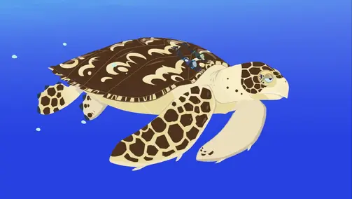 Wild Kratts review-Tortuga tune-up | New ideas by Matt Weaver Wiki | Fandom