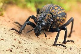 Rose weevil-zoboomafoo and you | New ideas by Matt Weaver Wiki | Fandom