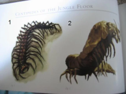 Centipedes of the Jungle floor | New ideas by Matt Weaver Wiki | Fandom